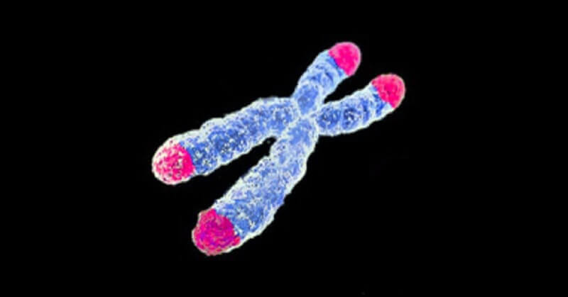 Telomere Definition, History, Structure, And 3 Functions
