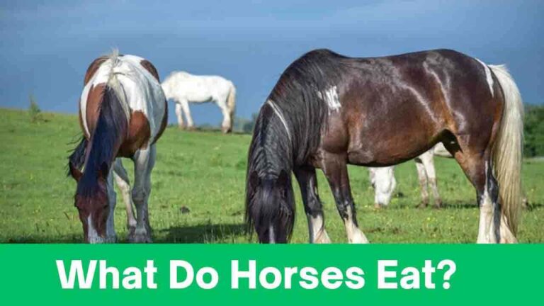 Discover What Do Horses Eat: The Ultimate Guide To A Healthy Diet For ...